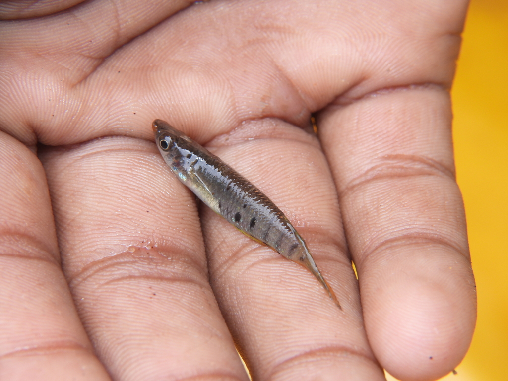 Ceylon killifish (Aplocheilus dayi) - Marine Life Identification