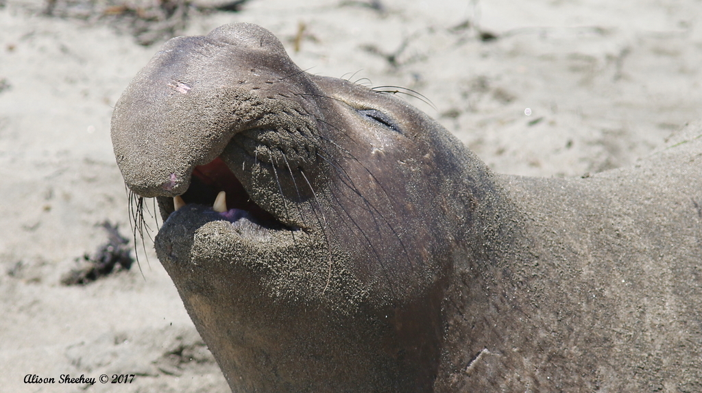 Pinnipeds (Phocoidea) - Know Your Mammals