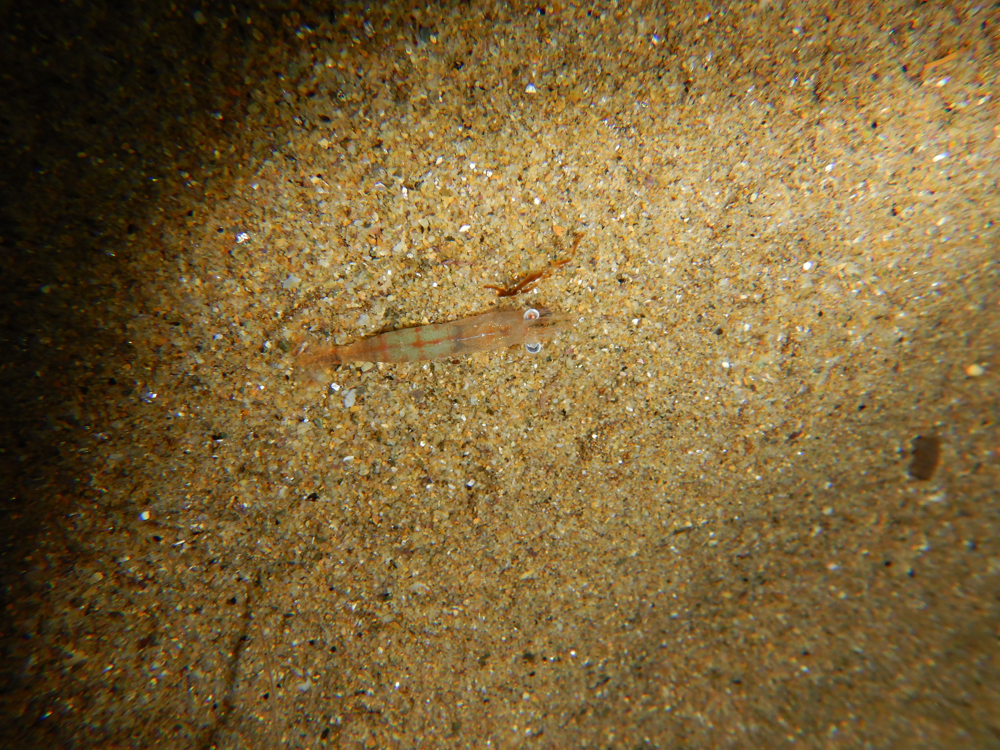 Processa modica Williamson, 1979