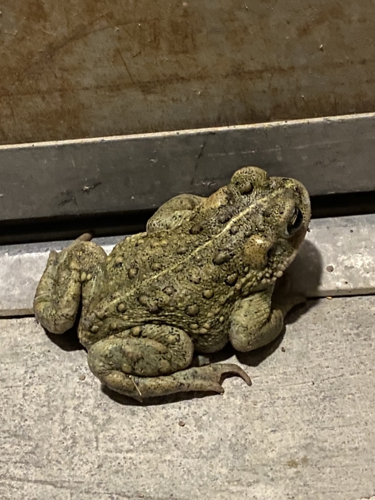 Woodhouse's Toad from Ash Meadows National Wildlife Refuge, Pahrump, NV ...