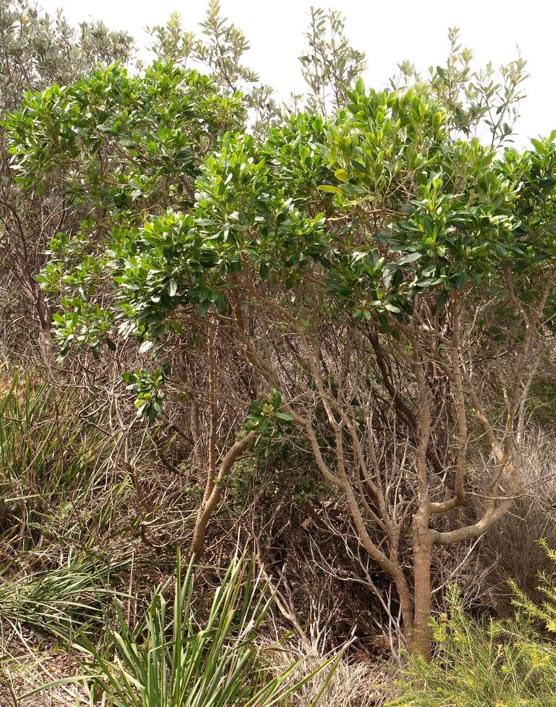 corkwood (Duboisia myoporoides) - Botanical Realm