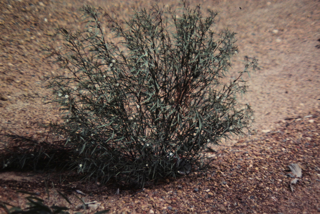 pituri (Duboisia hopwoodii) - Botanical Realm