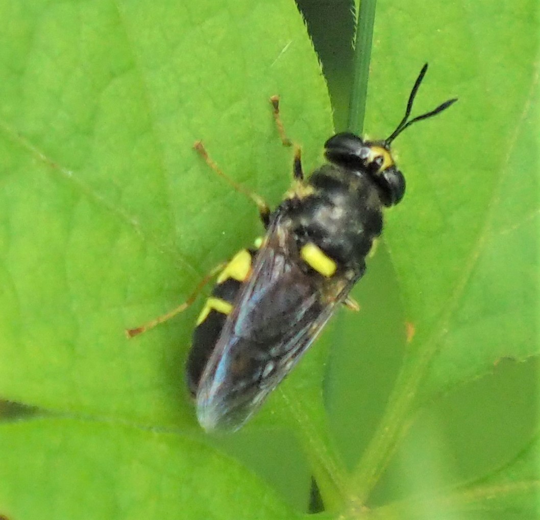 Stratiomys norma Wiedemann, 1830