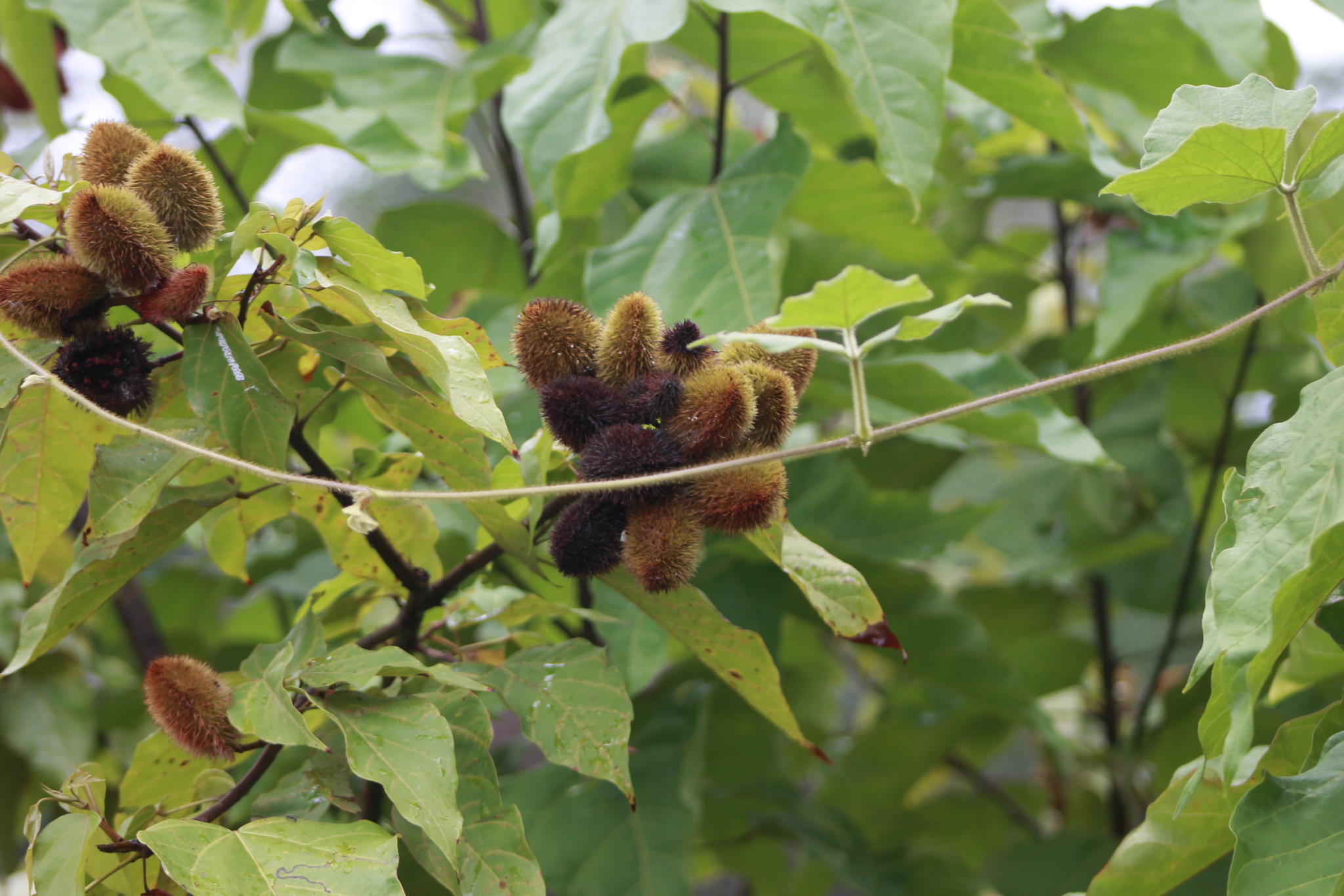 Bixa urucurana Willd.