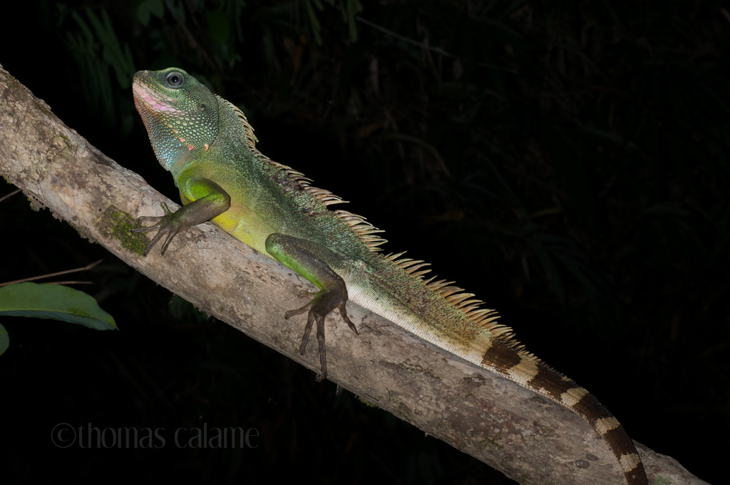 Chinese Water Dragon from Kaleum, LA-XE, LA on May 10, 2008 at 07:43 PM ...