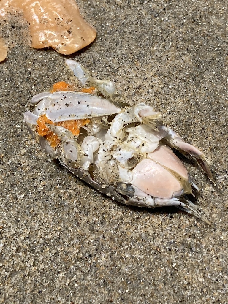 Pacific Sand Crab from North Pacific Ocean, Huntington Beach, CA, US on ...