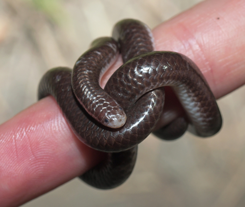 Dainty Blind Snake (Trilepida dimidiata) · iNaturalist United Kingdom