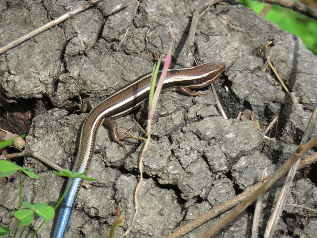 Western Skink from Edgewood County Park on March 9, 2018 at 02:00 PM by ...