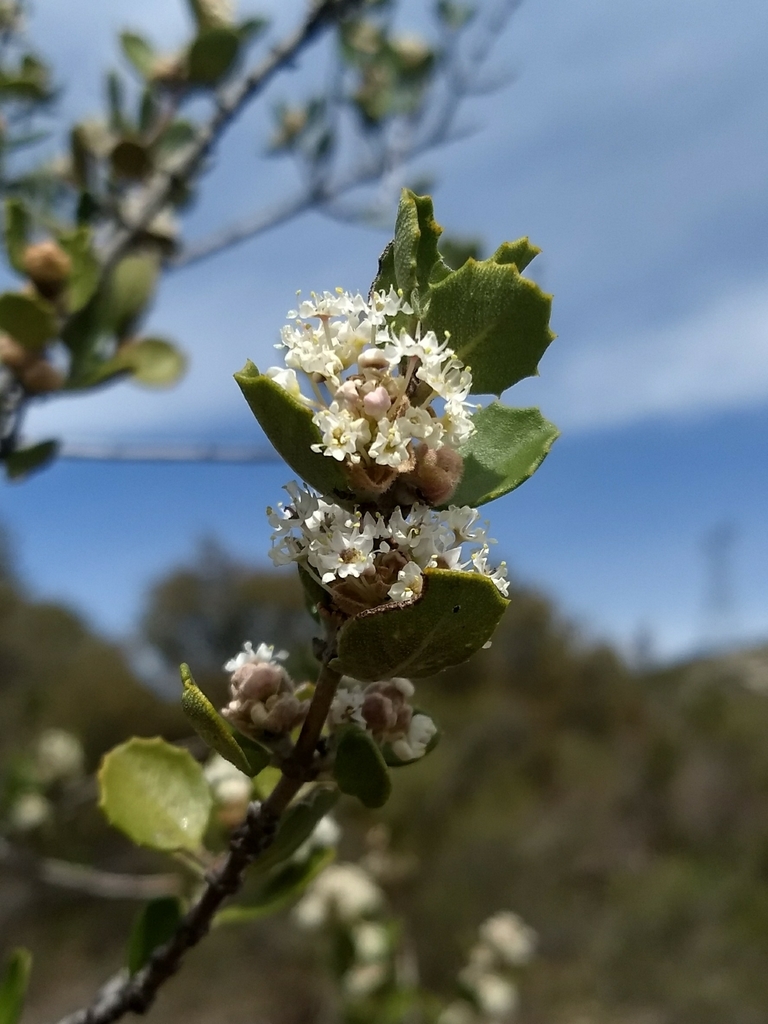 Cupped Leaf Ceanothus from Campo, CA 91906, USA on March 09, 2018 at 10 ...
