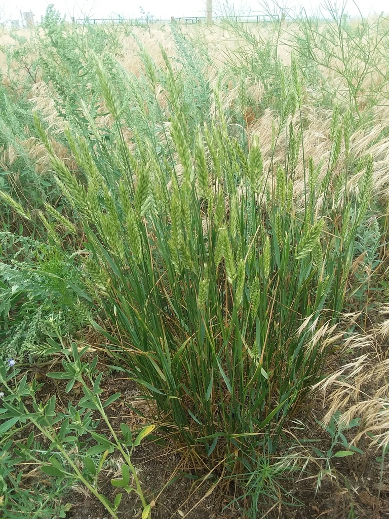 Crested Wheatgrass from Nunn, CO 80648, USA on July 1, 2021 at 12:12 PM ...