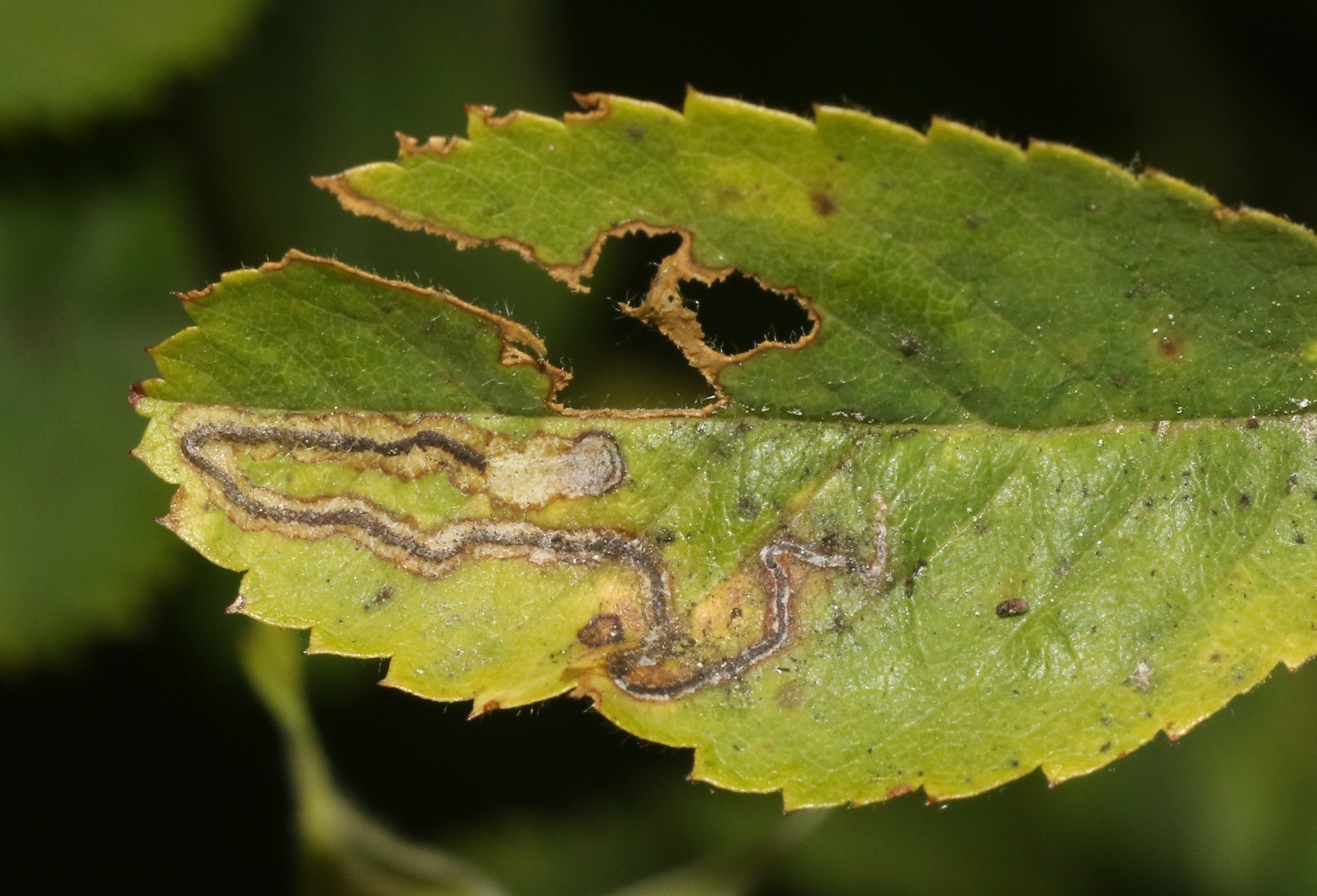Stigmella centifoliella (Zeller, 1848) Beirne, 1945