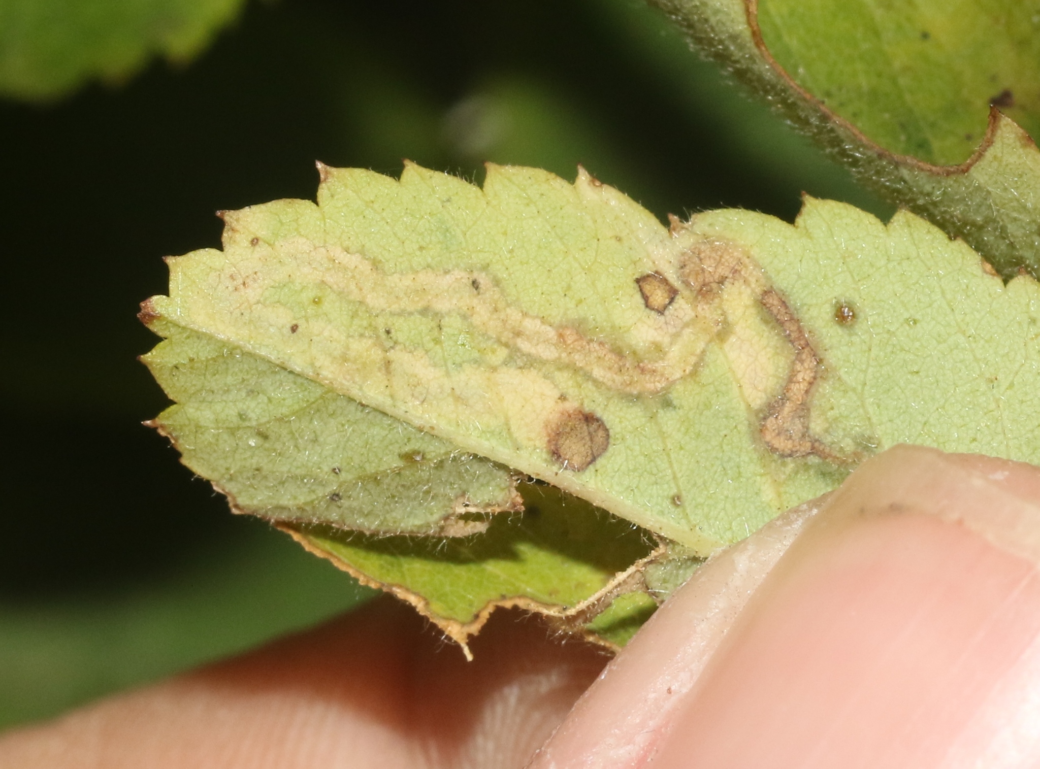 Stigmella centifoliella (Zeller, 1848) Beirne, 1945