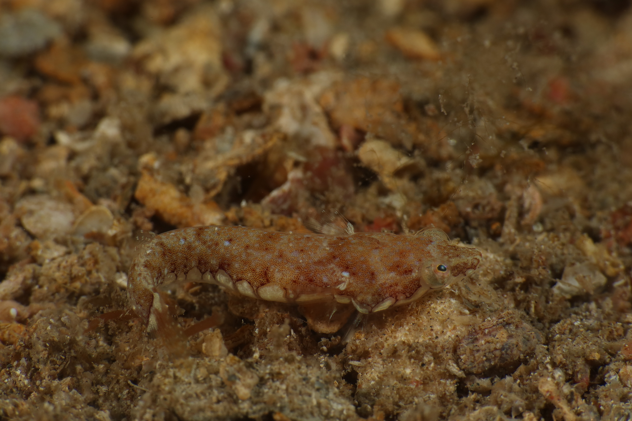 Diplecogaster Fraser-Brunner, 1938