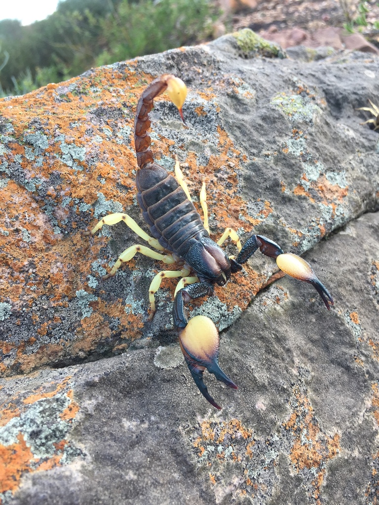 Namaqua Burrowing Scorpion from N7, WC, ZA on June 24, 2021 at 09:29 AM ...