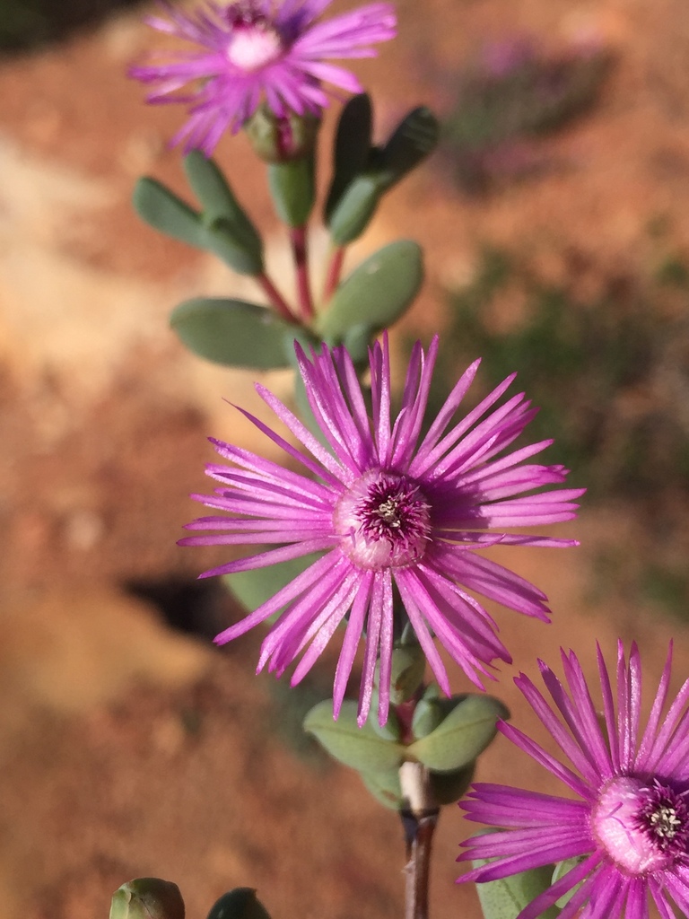 (Antimima lokenbergensis) - Botanical Realm