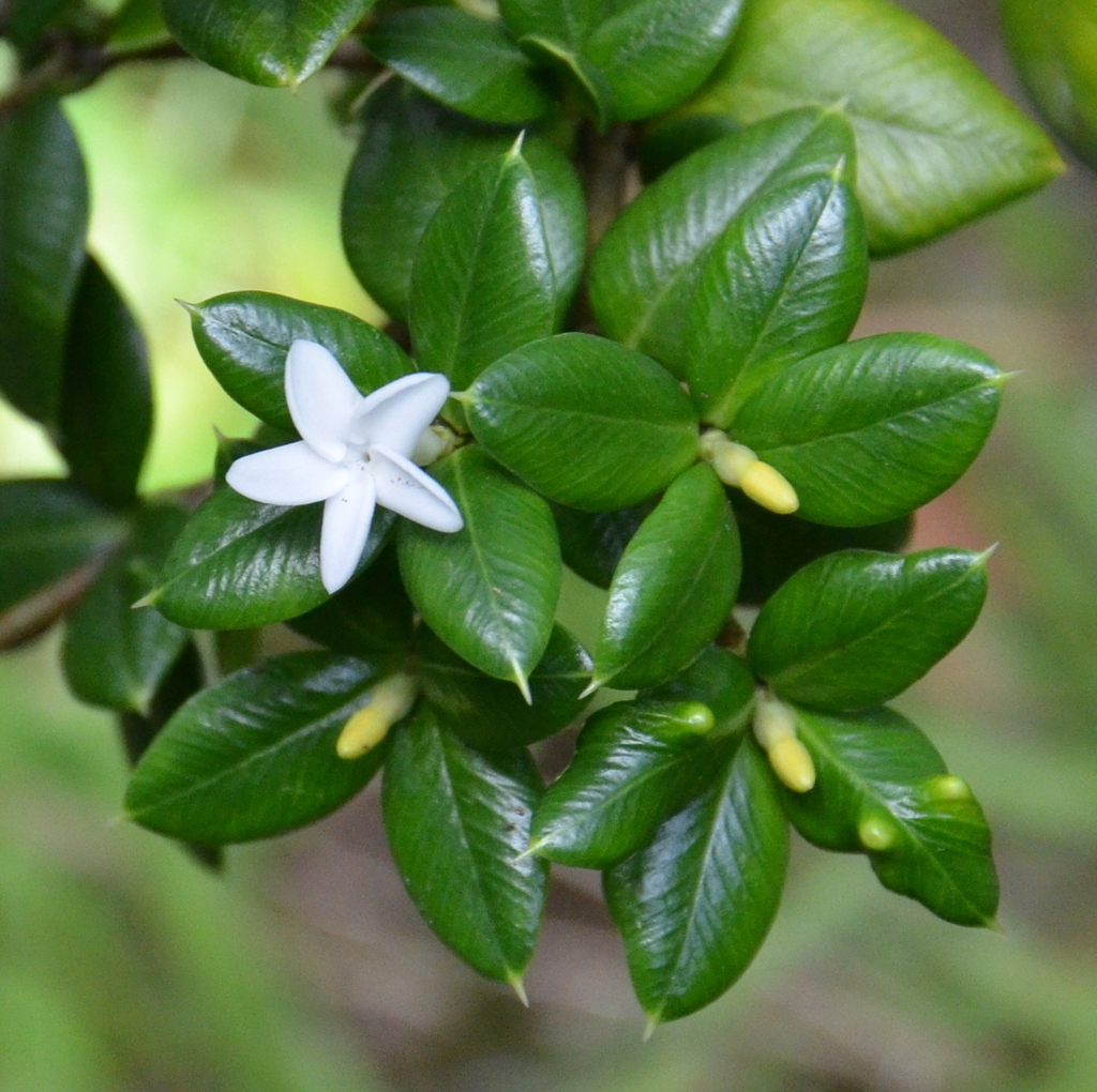 Chain Fruit (Logan RE 12.5.7c Flora) · iNaturalist