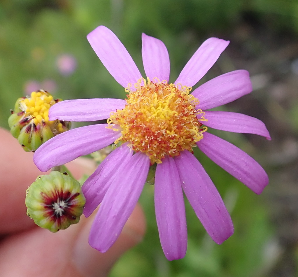 Red-purple Ragwort from Endlovana, South Cape DC, South Africa on March ...