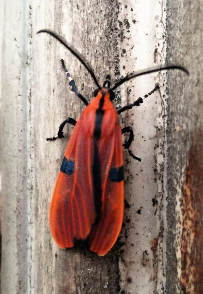 Tiger Moths and Allies from Sierra Nevada de Santa Marta, Santa Marta ...