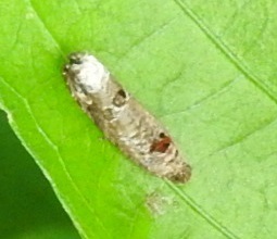 Mango Flower Webworm (Lepidoptera (butterflies and moths) of the ...