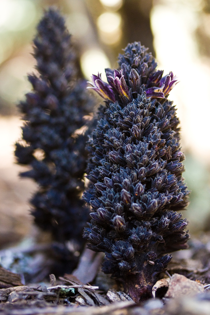 Chaparral Broomrape (Aphyllon tuberosum) - Botanical Realm