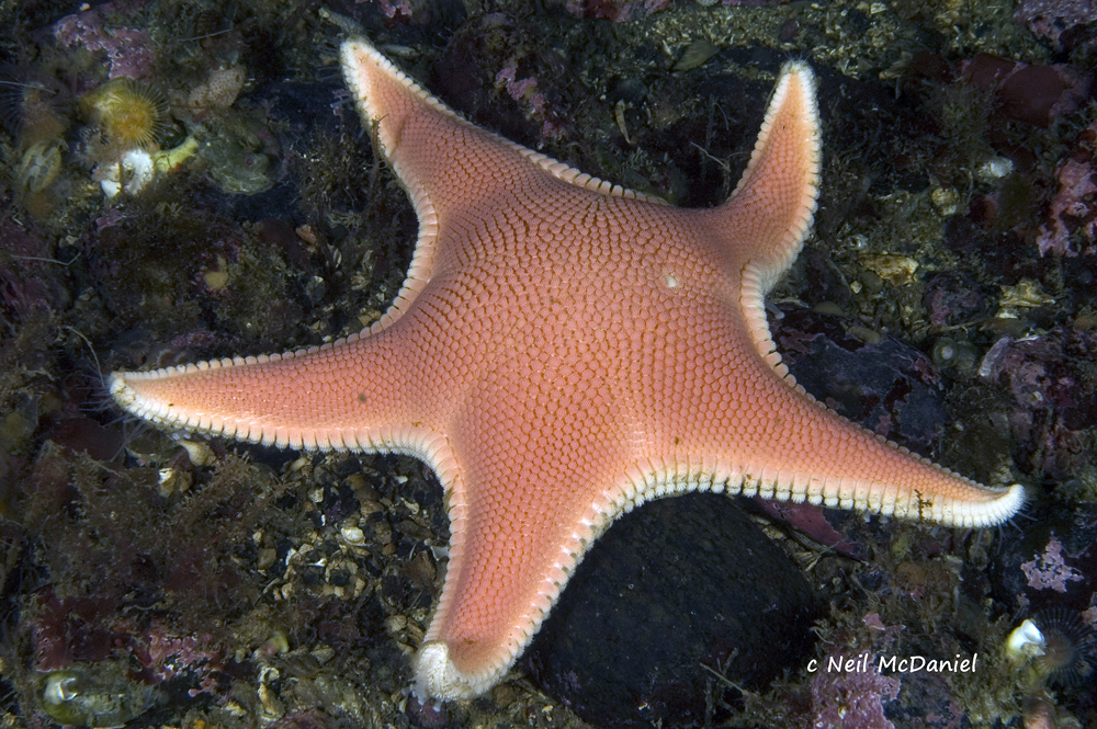 Gunpowder Sea Star from Knight Inlet sill, BC, Canada on March 28, 2012 ...