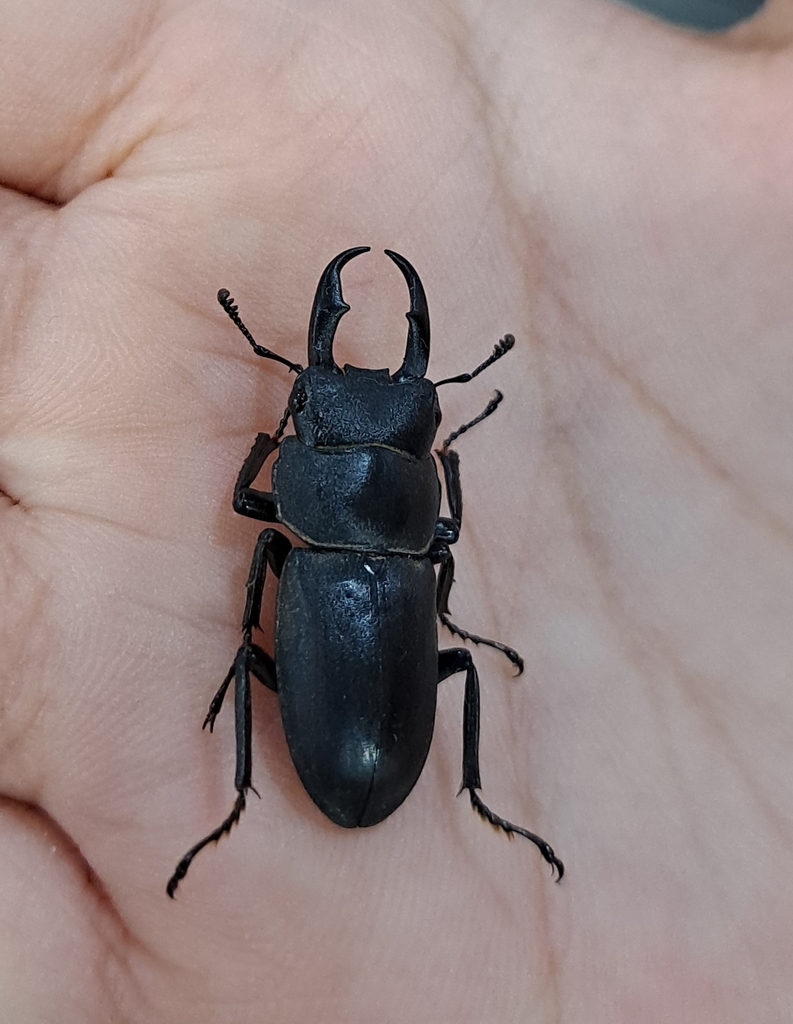 Dorcus rectus rectus from Geochang-gun, Gyeongsangnam-do, South Korea ...