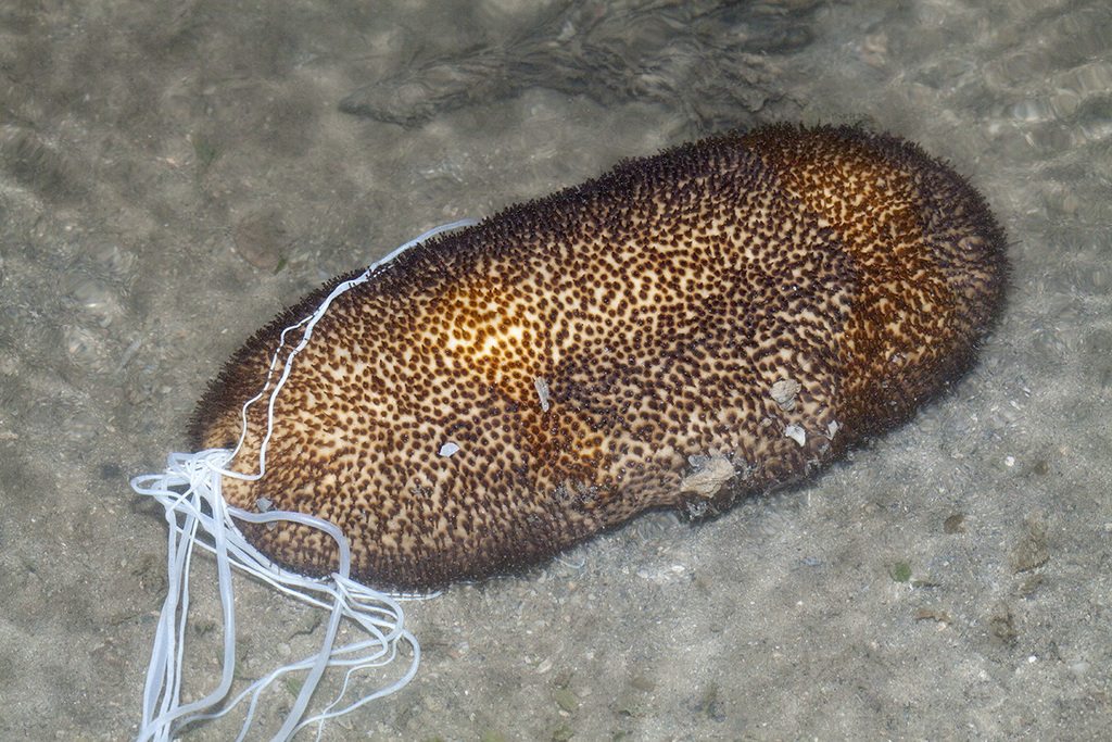 Brown sandfish from Semakau Island, Singapore on July 17, 2015 at 06:25 ...