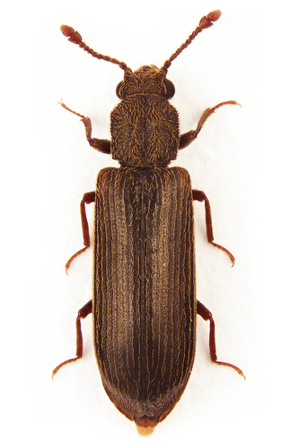 Lyctus linearis · iNaturalist Ecuador