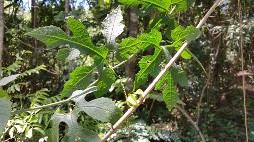 Peponium grandidieri · NaturaLista Colombia