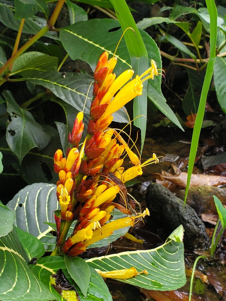 (Sanchezia) - Botanical Realm