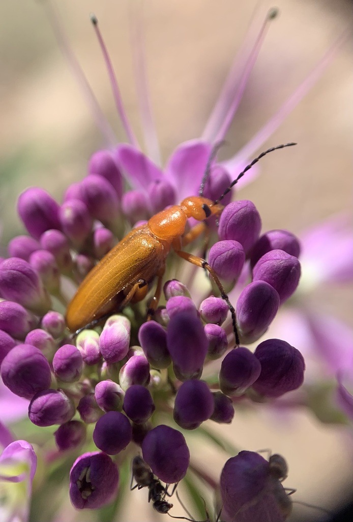 Zonitis atripennis (Meloid Beetles of the United States) · iNaturalist