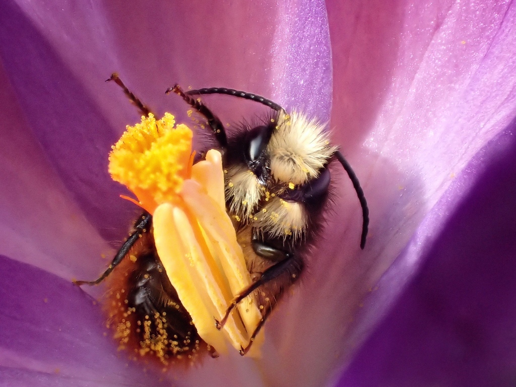 European Orchard Bee from Antwerpen, België on March 10, 2018 at 10:08 ...