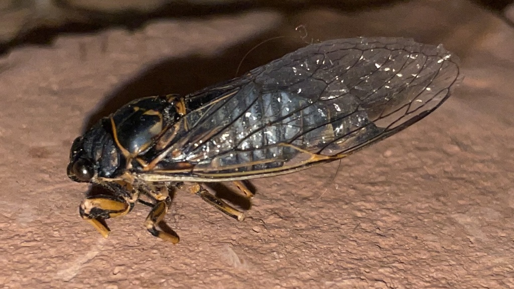 Canadian Cicada from N Whitefish Point Rd, Paradise, MI, US on July 1 ...