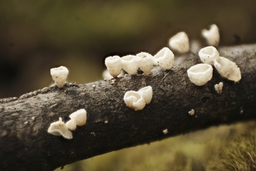 Genus Calathella · iNaturalist