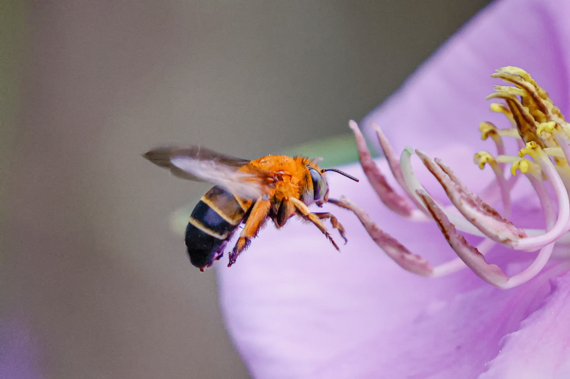 Amegilla mesopyrrha (Cockerell, 1930)