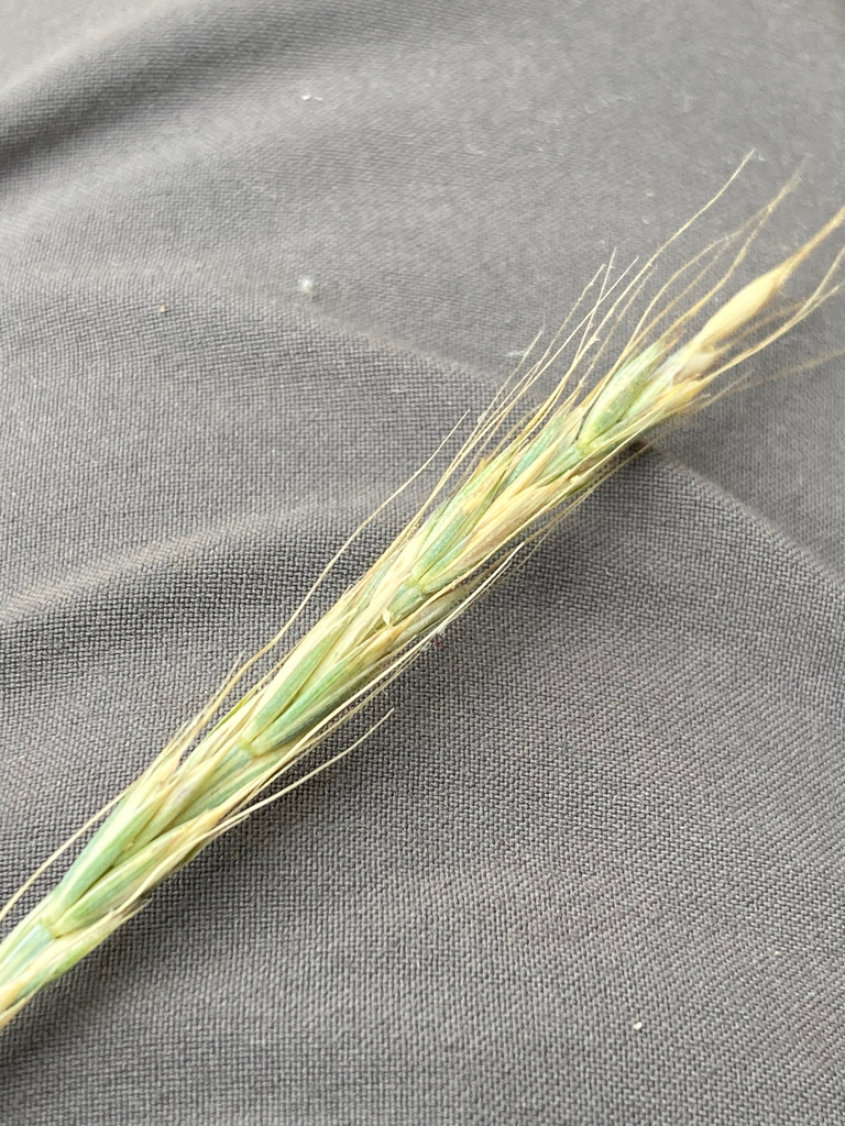 blue wild rye from Capital, BC, Canada on July 1, 2021 at 10:33 AM by ...