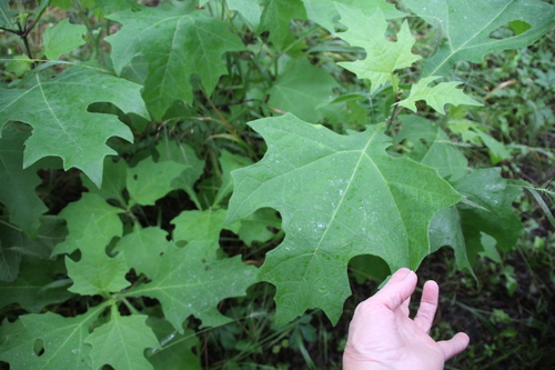 Observations by ritakg · iNaturalist