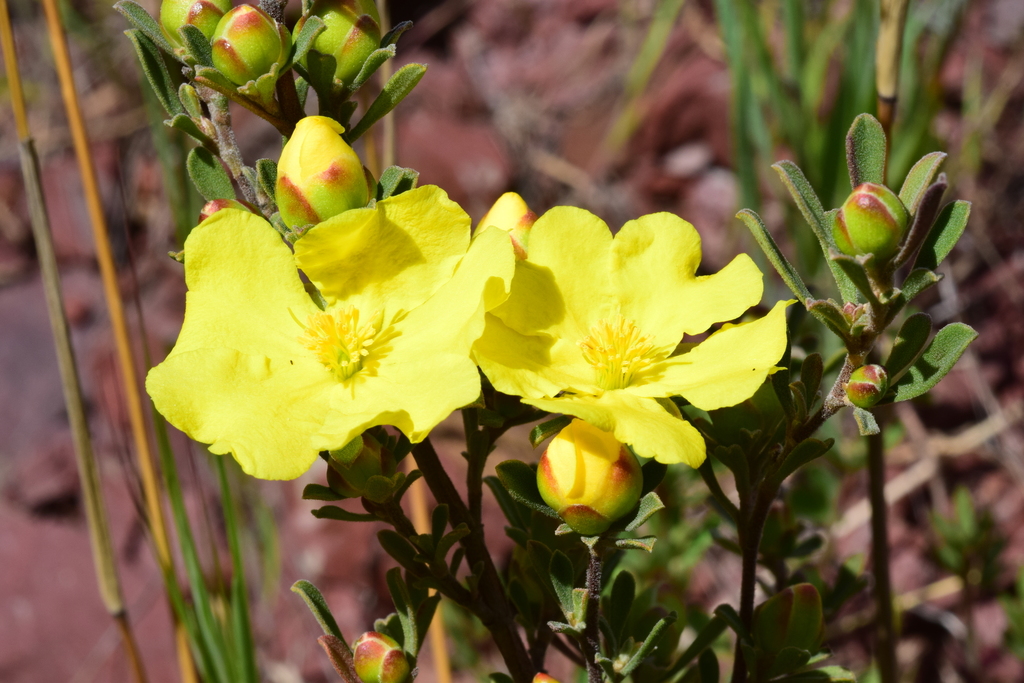 grey guinea flower from Tamboritha Road, Licola VIC 3858, Australia on ...