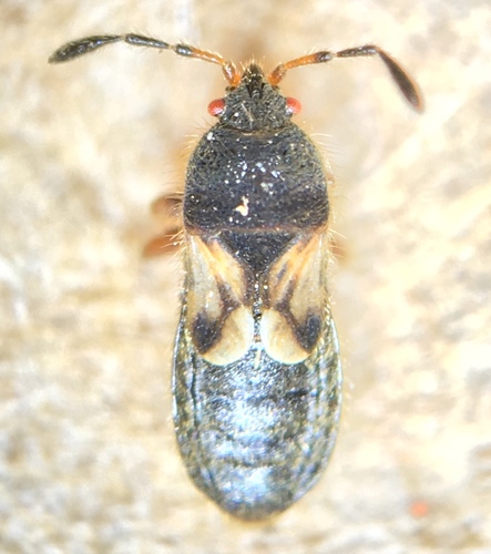 Chinch Bugs (Genus Blissus) · iNaturalist