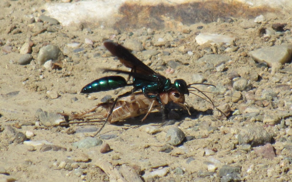 Steel-blue Cricket-hunter Wasp from Fresno County, CA, USA on June 22 ...