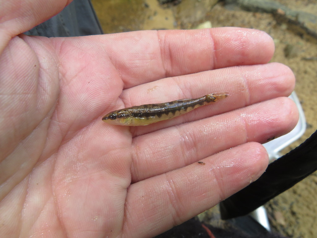 Dusky Darter from Winston County, AL, USA on July 1, 2021 at 10:05 AM ...