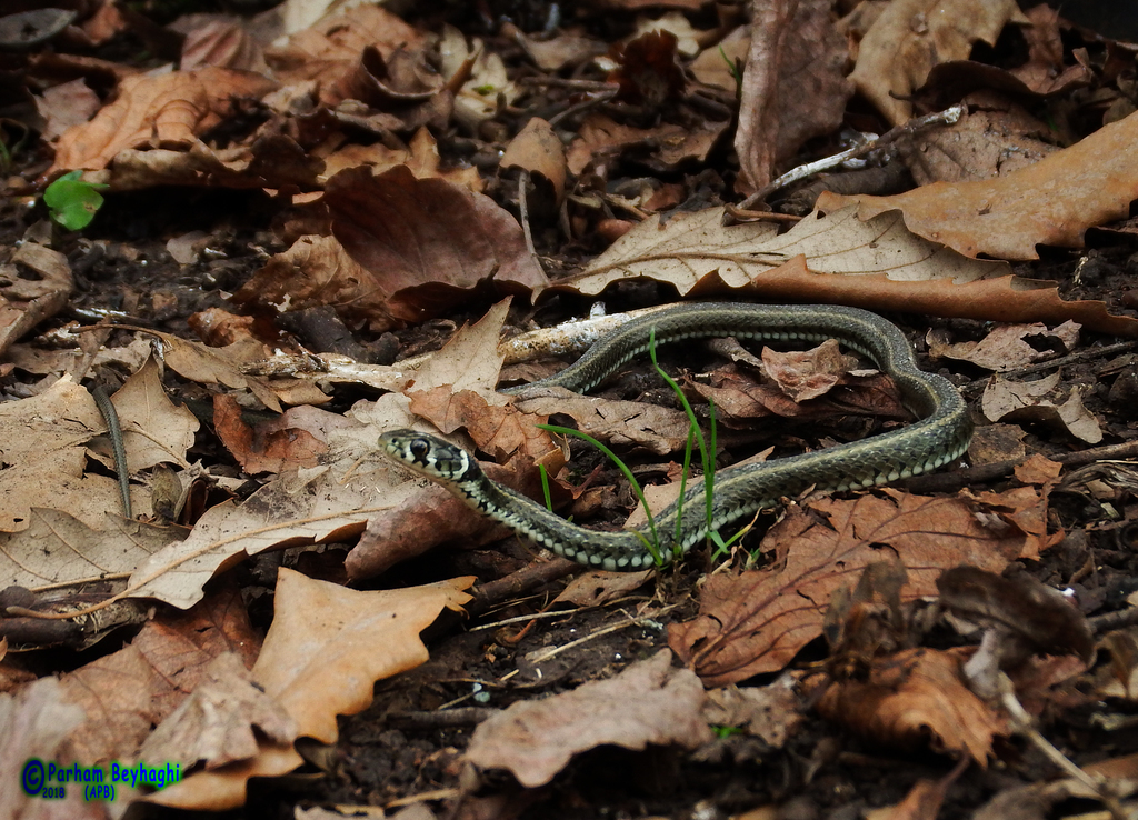 grass snake from Mazandaran Province, Iran on March 9, 2018 at 12:09 PM ...