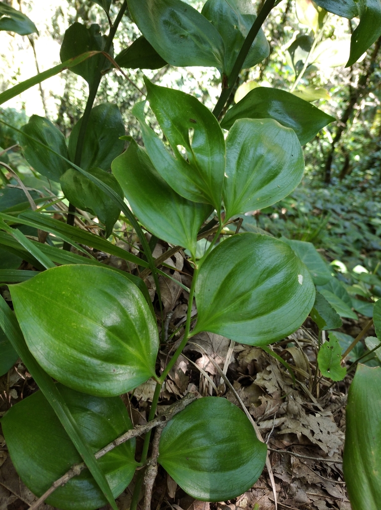 Ruscus colchicus from Краснодарский край, Россия, 354233 on July 1 ...