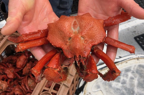 Genus Glyptolithodes · iNaturalist