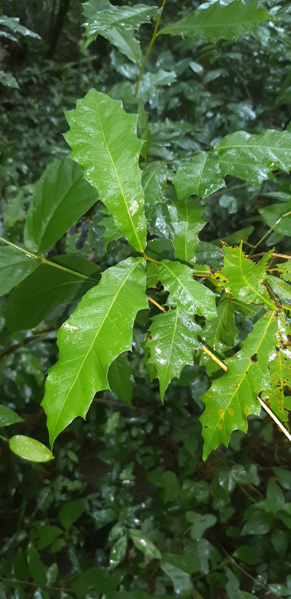 Quercus polymorpha Schltdl. & Cham.