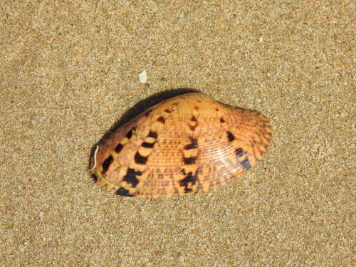 Paphia rotundata · iNaturalist