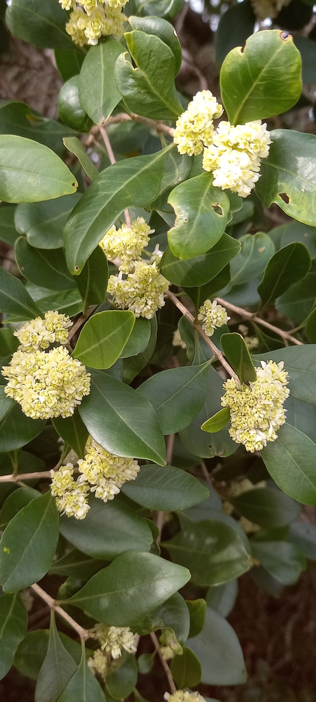 Cape Hardpear from Gourikwa Nature Reserve on June 30, 2021 at 01:36 PM ...