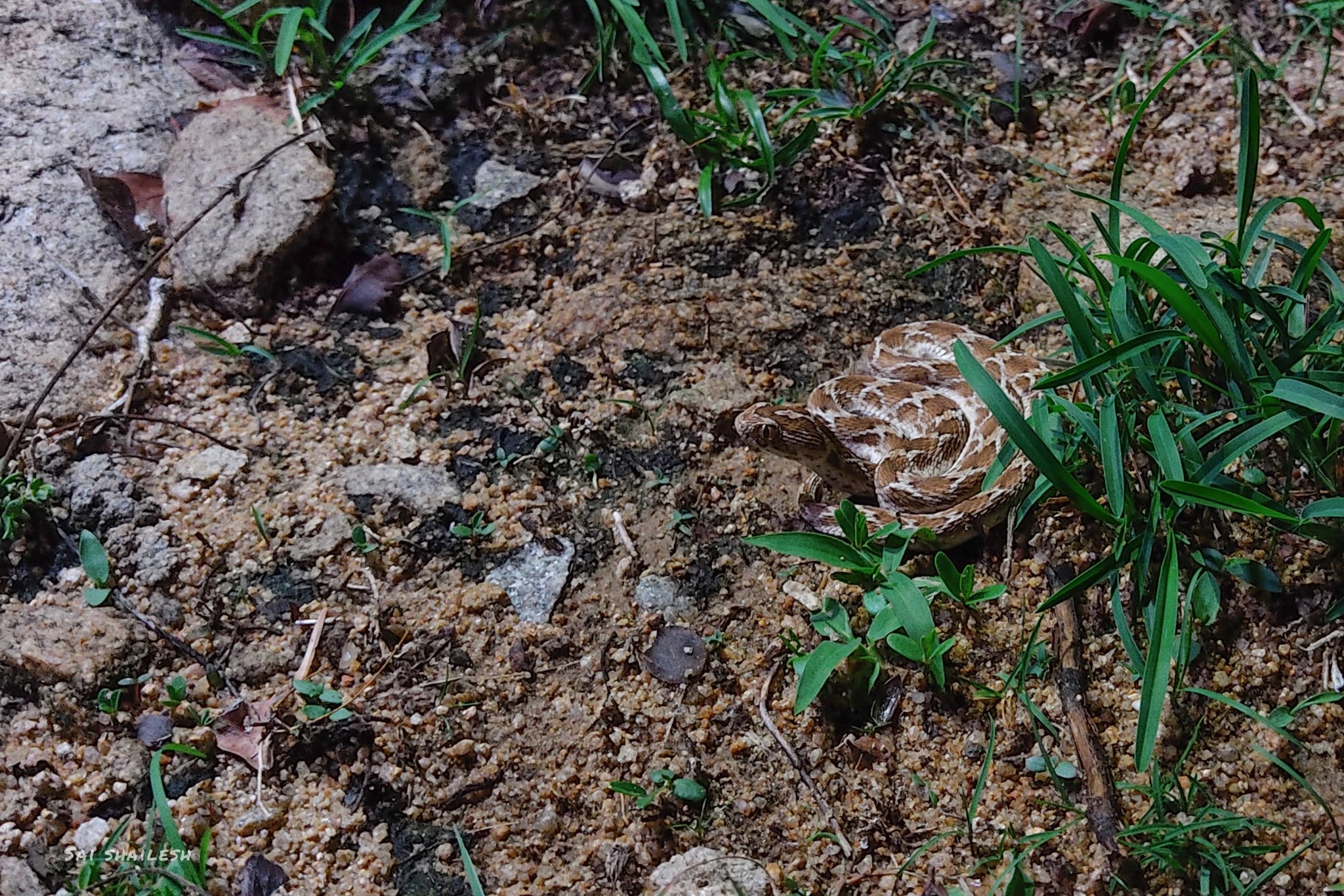 10 Facts About The Saw-Scaled Viper (India) – Snake Radar