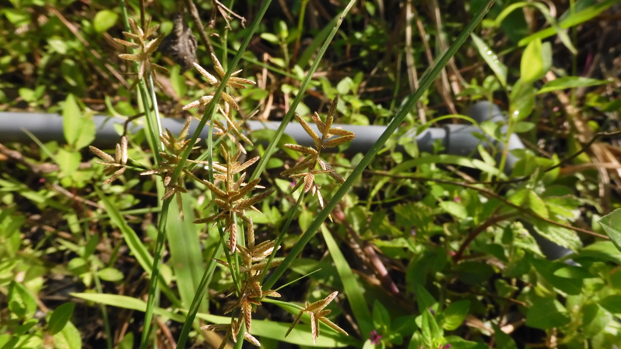 Cyperus flavidus Retz.