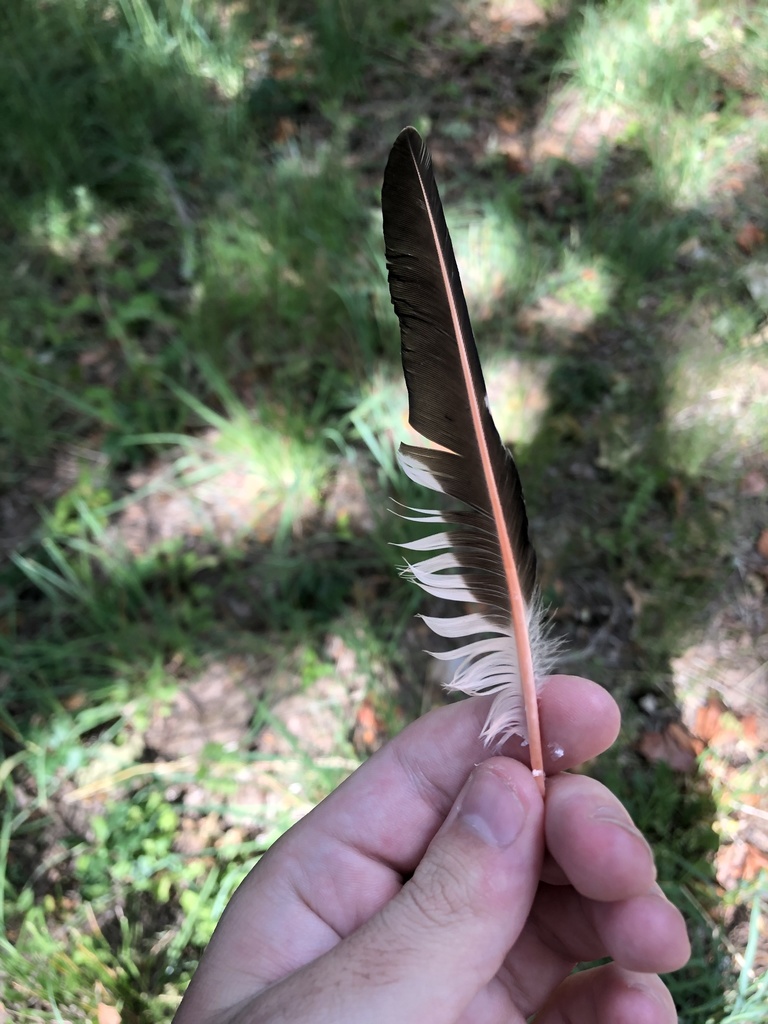 Northern Flicker from Avery Park And Natural Area, Corvallis, OR, US on ...